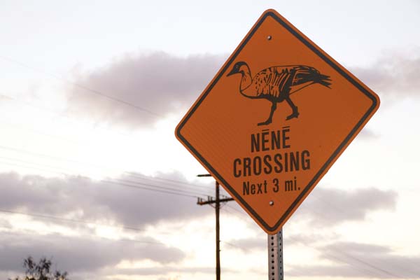 Nene death prompts state to urge caution during winter nesting season ...